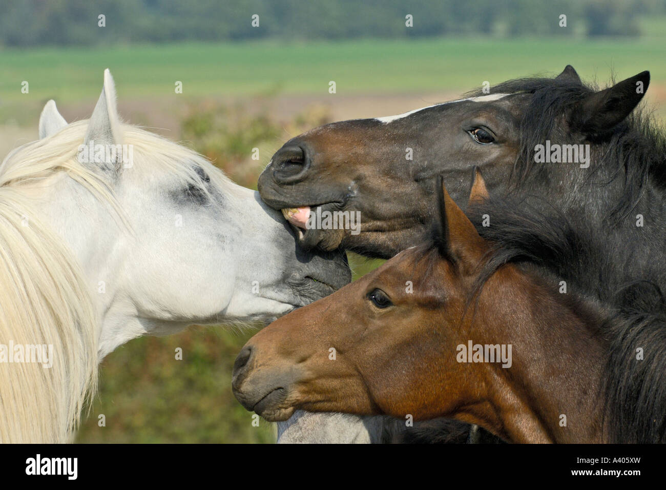 "Connermara pony" stallion grey and mares Stock Photo - Alamy