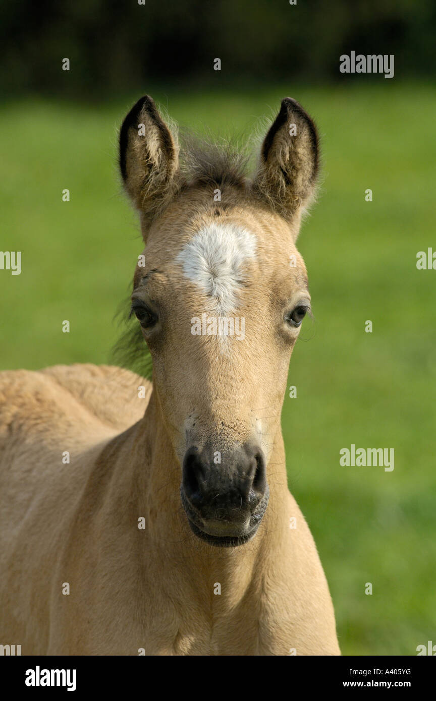 Three weeks old foal hi-res stock photography and images - Alamy