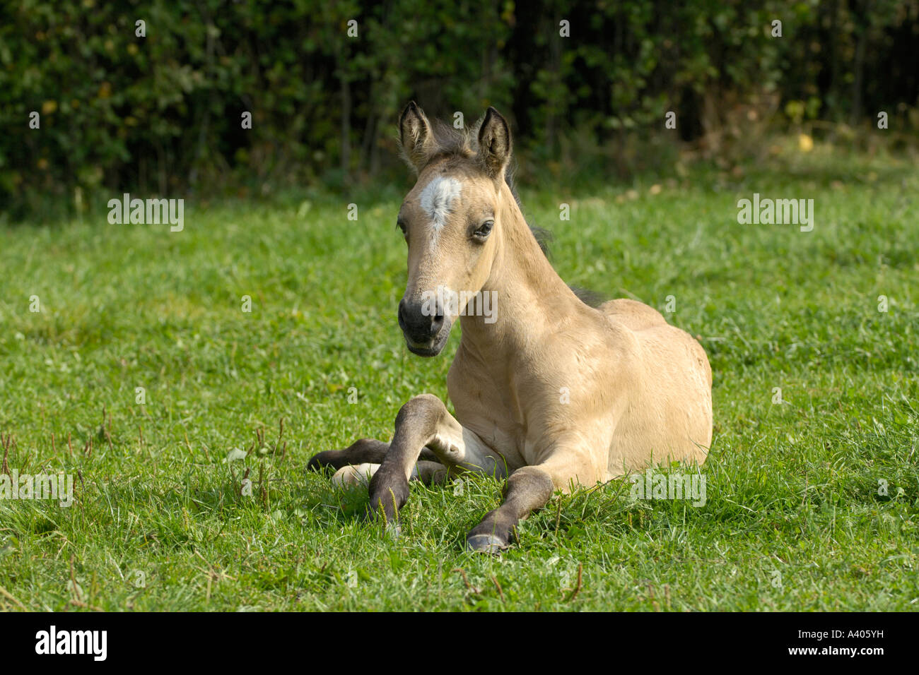 Three weeks old "Connemara pony" foal lying a meadow Stock Photo - Alamy