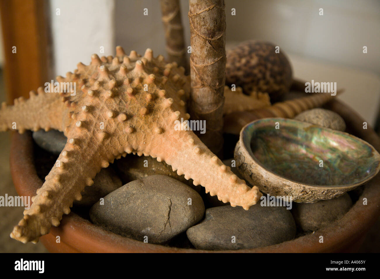 Decorating with shells hi-res stock photography and images - Alamy