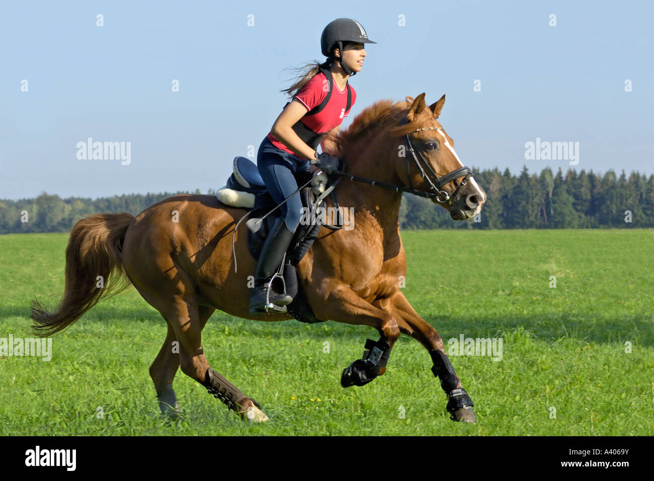 Whip gallop hi-res stock photography and images - Alamy