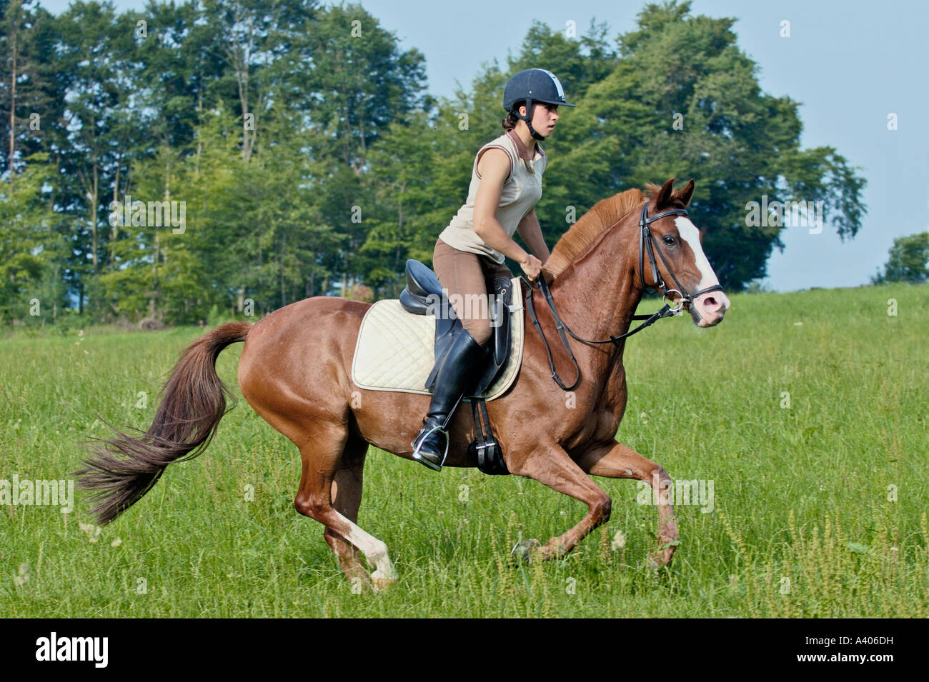 Rider on german riding pony hi-res stock photography and images - Alamy
