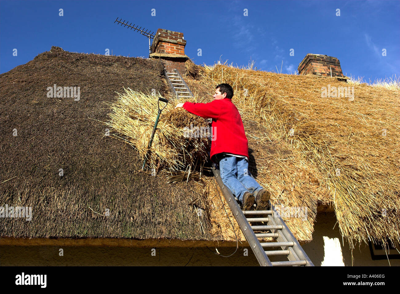 Bundles of new long straw ready for thatching the roof of an old ...