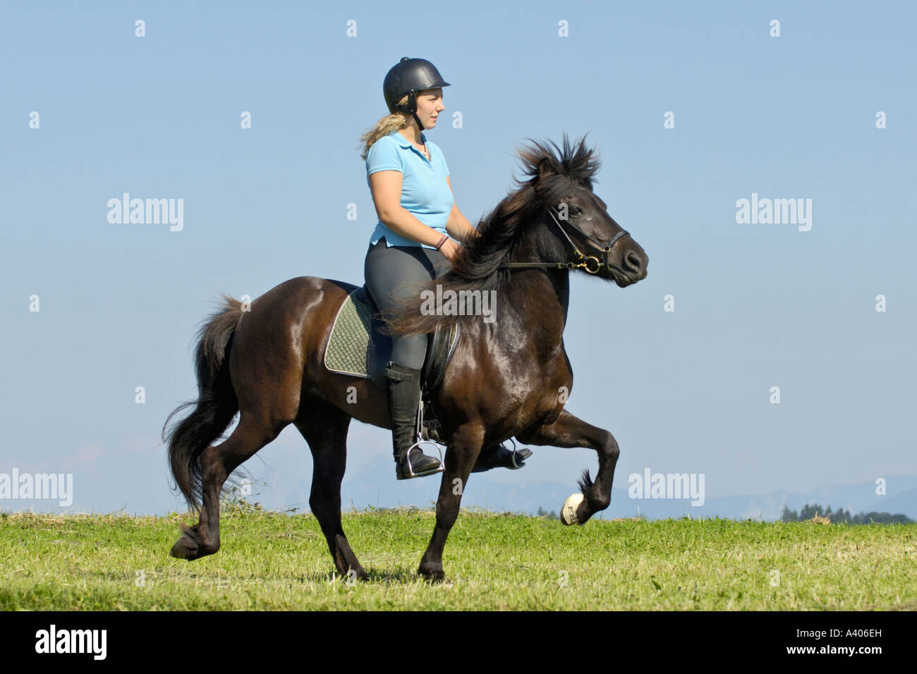 Icelandic Horse Tolt