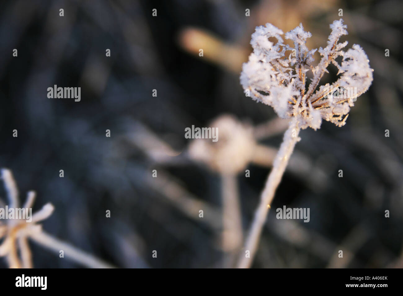Frosted appearance hi-res stock photography and images - Alamy