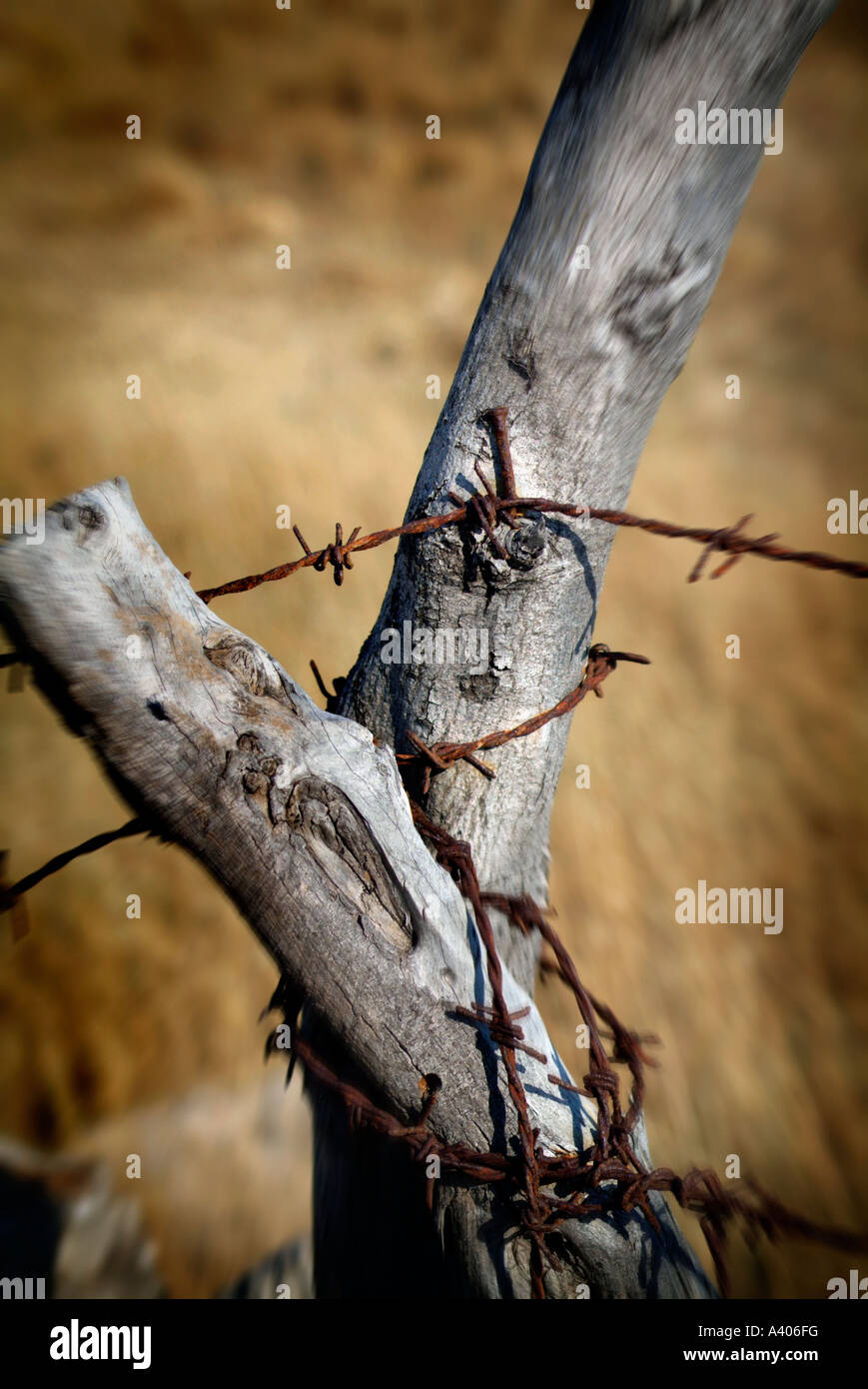 barbed wire on wooden posts Stock Photo - Alamy