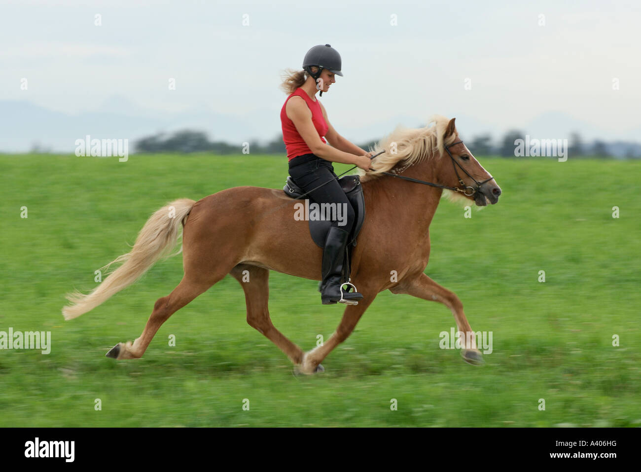 Girl riding flying pace on back of an "Icelandic horse Stock Photo - Alamy