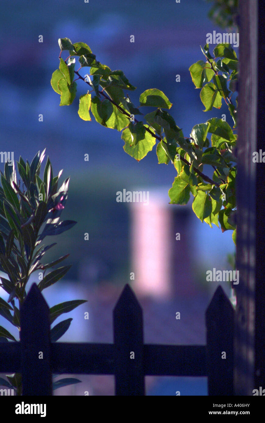 Backlit growing plants hi-res stock photography and images - Alamy