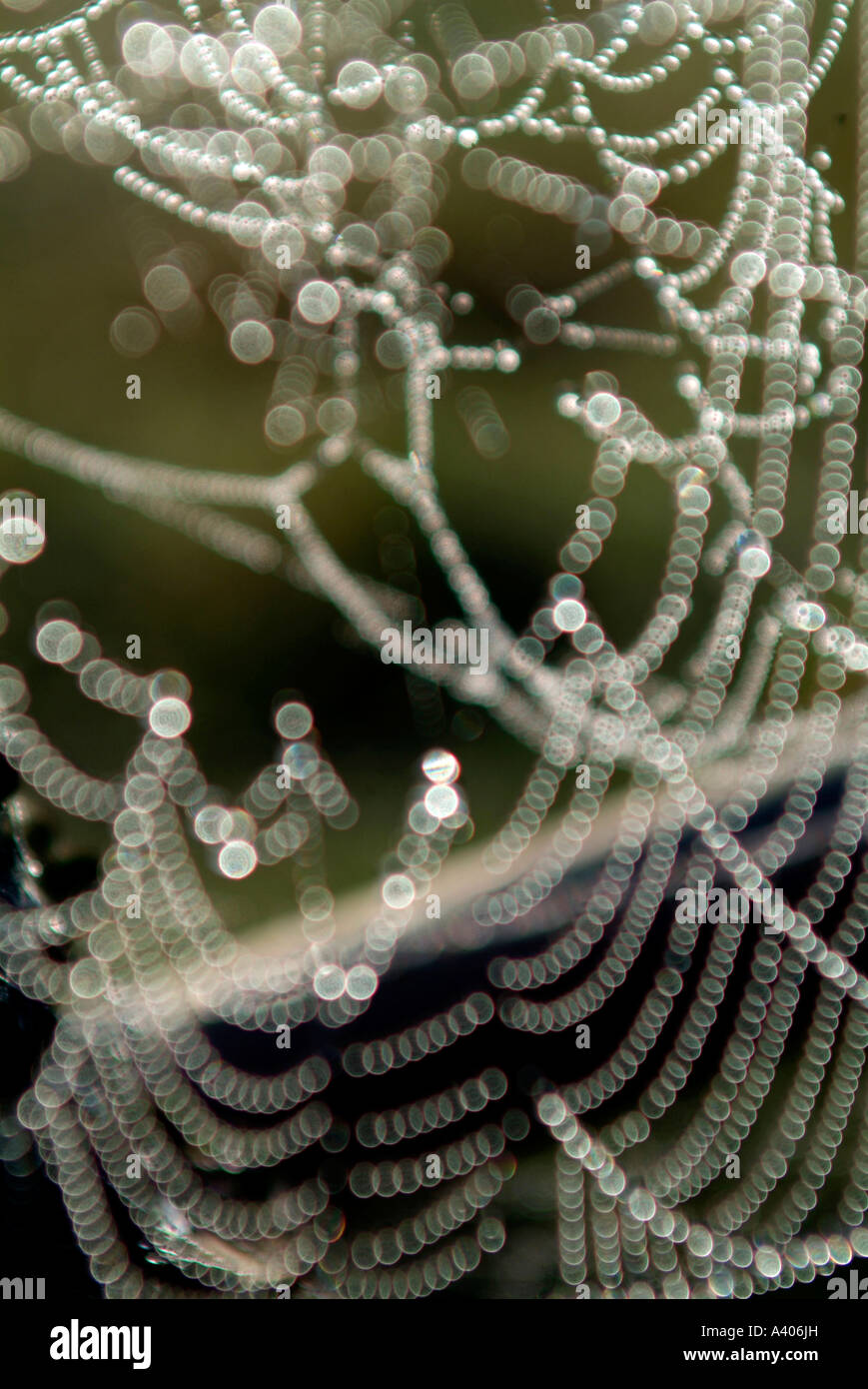 Gossamer web hi-res stock photography and images - Alamy