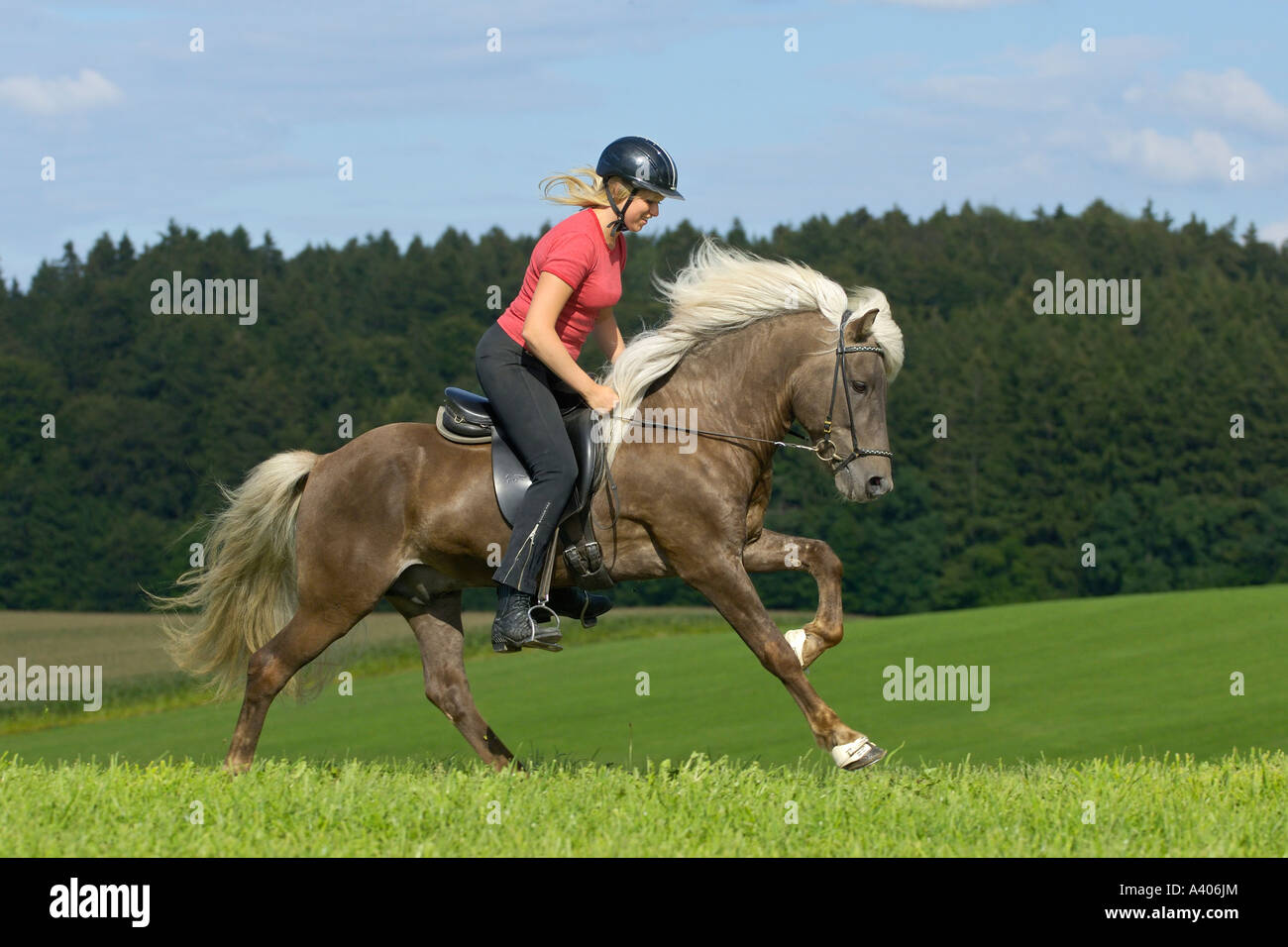Young rider galloping on an "Icelandic horse" stallion Stock Photo - Alamy