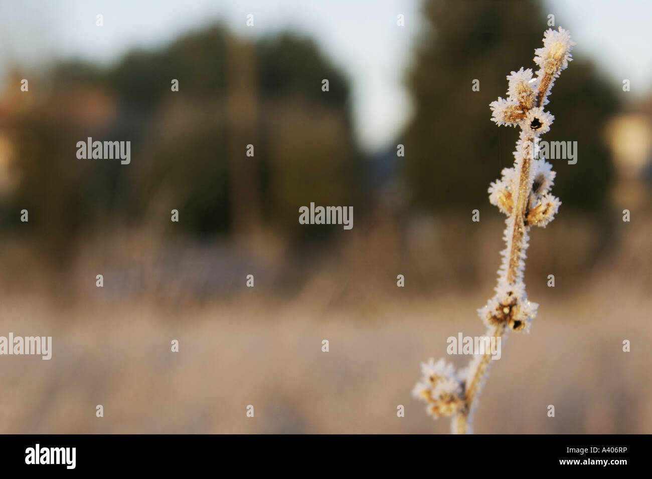 Buff seed heads hi-res stock photography and images - Alamy