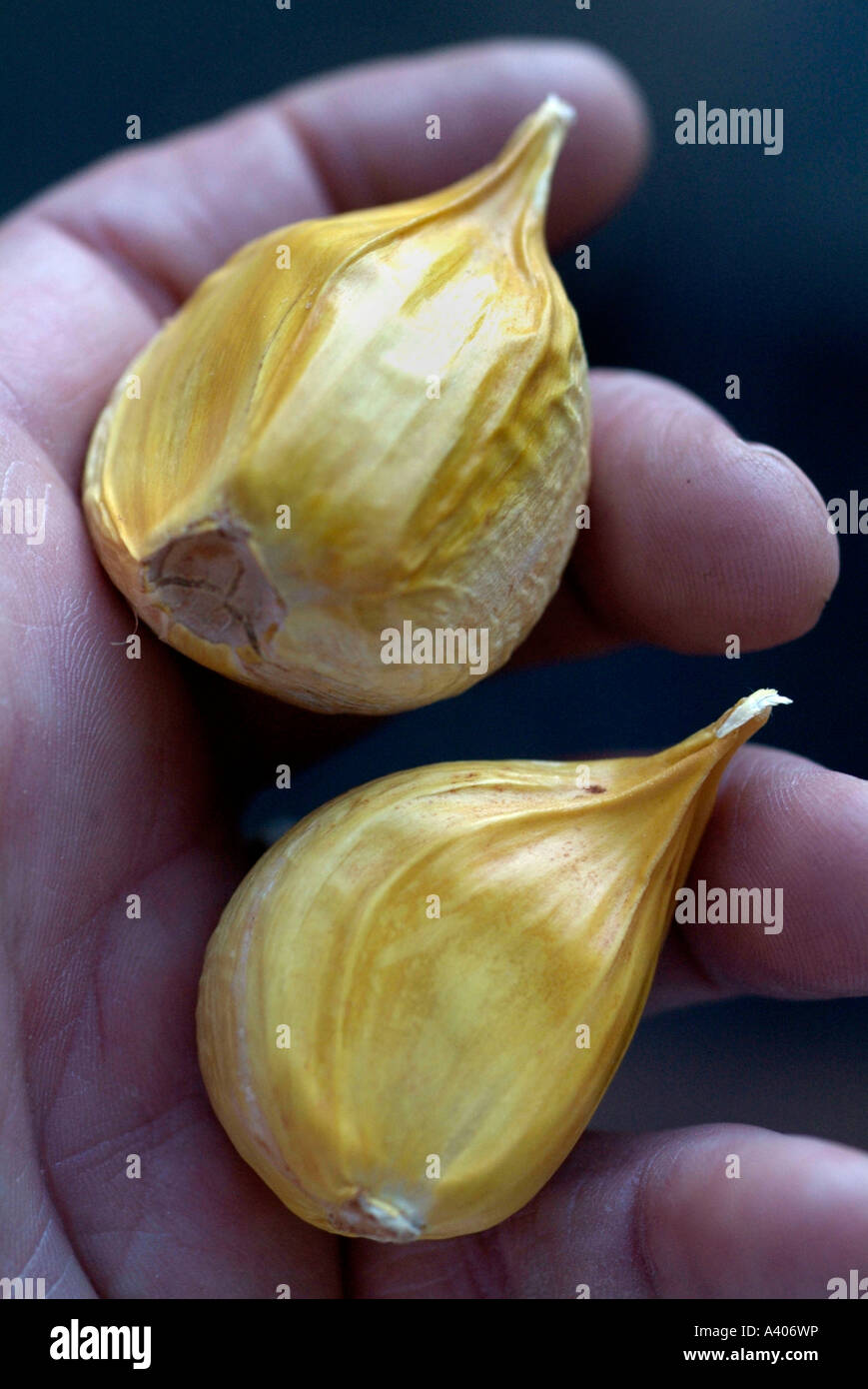 Elephant Garlic cloves allium Stock Photo - Alamy