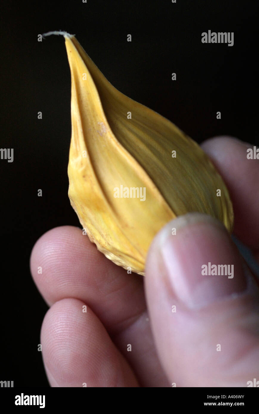 garlic clove held between male finger and thumb (allium Stock Photo - Alamy
