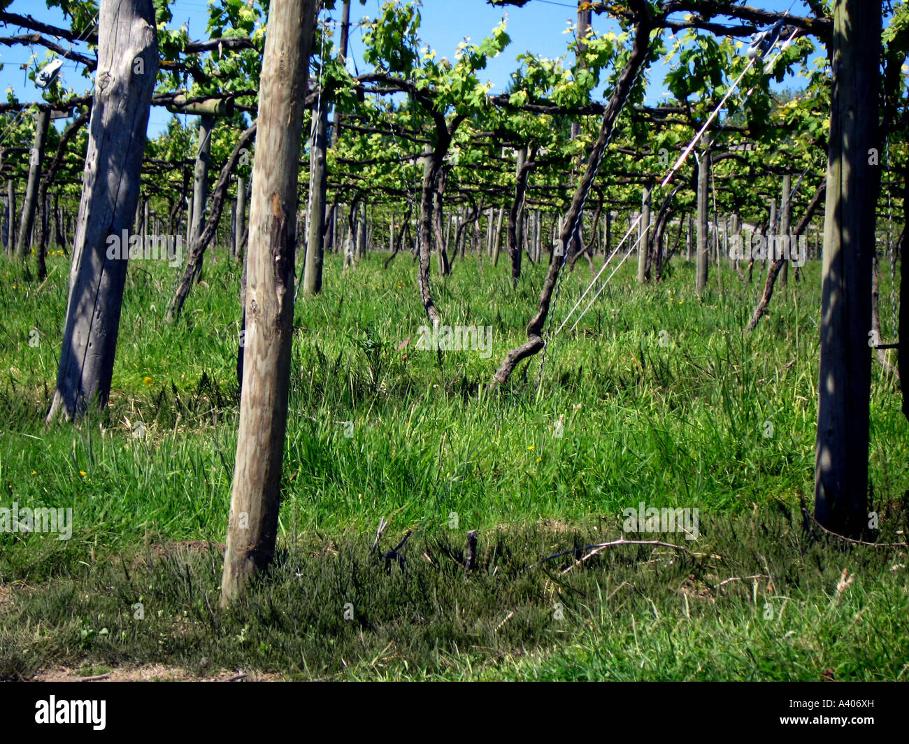 Hearth leaves hi-res stock photography and images - Alamy