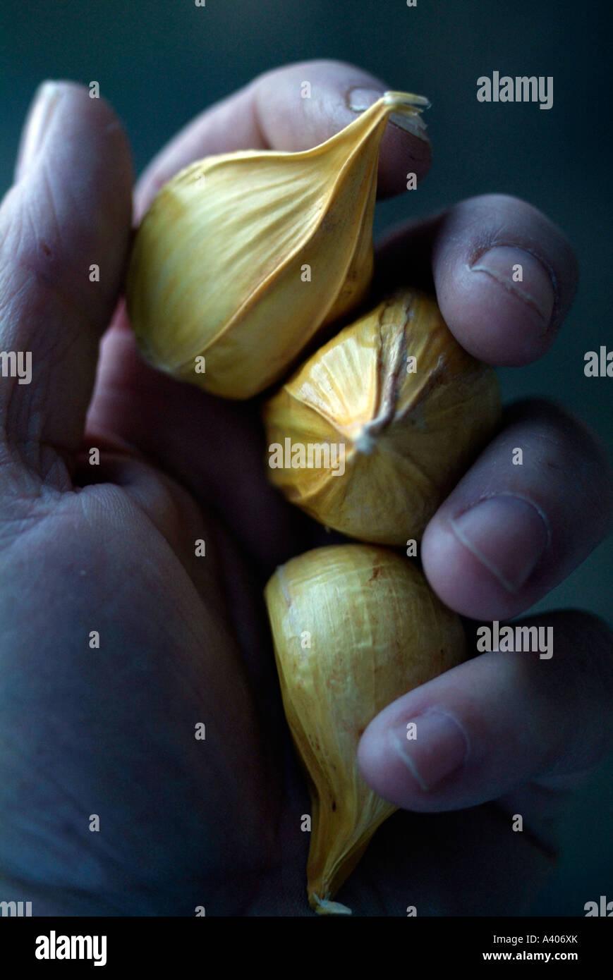 Hand holding cloves garlic hi-res stock photography and images - Alamy
