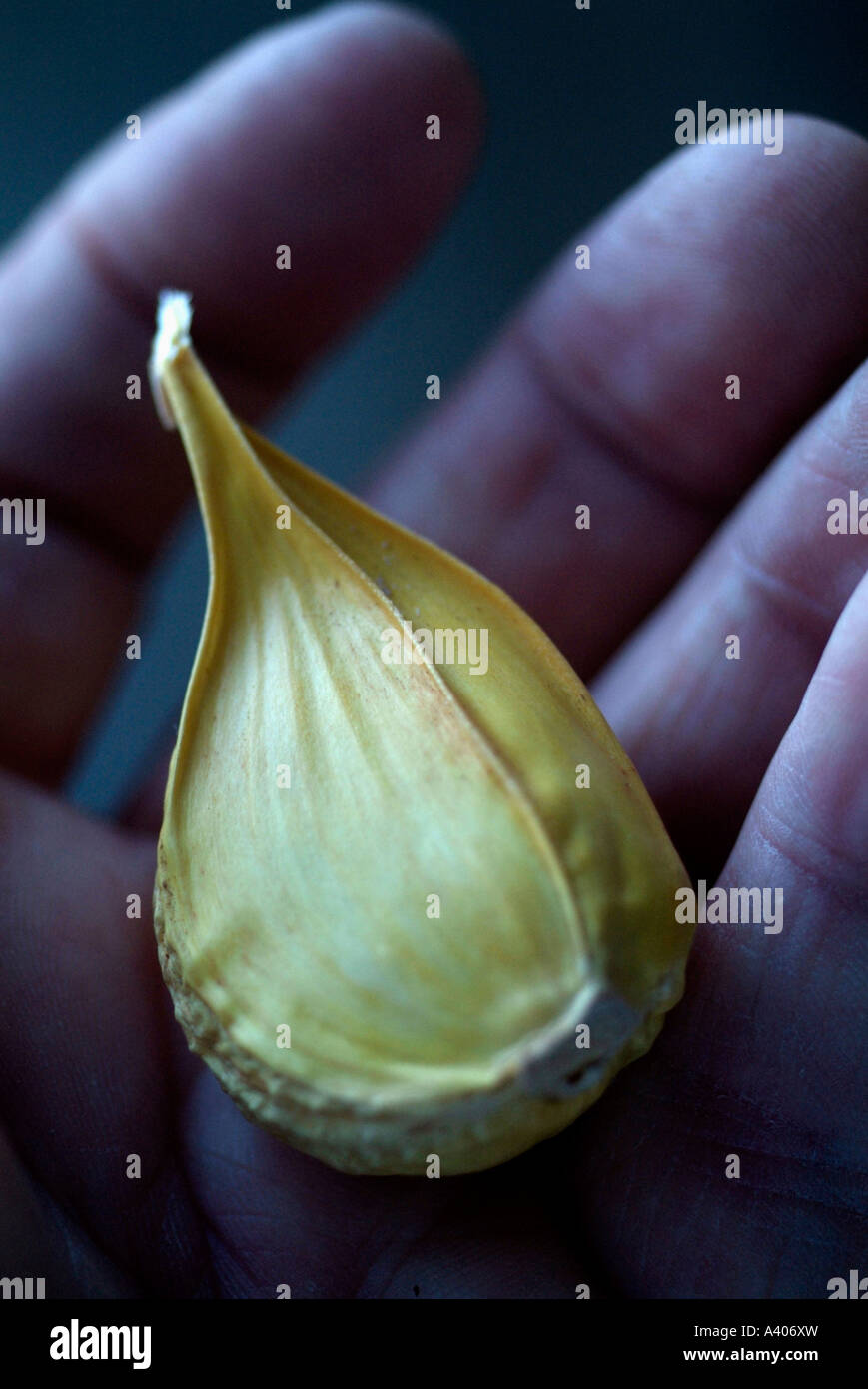 hand holding single large clove of garlic Stock Photo - Alamy