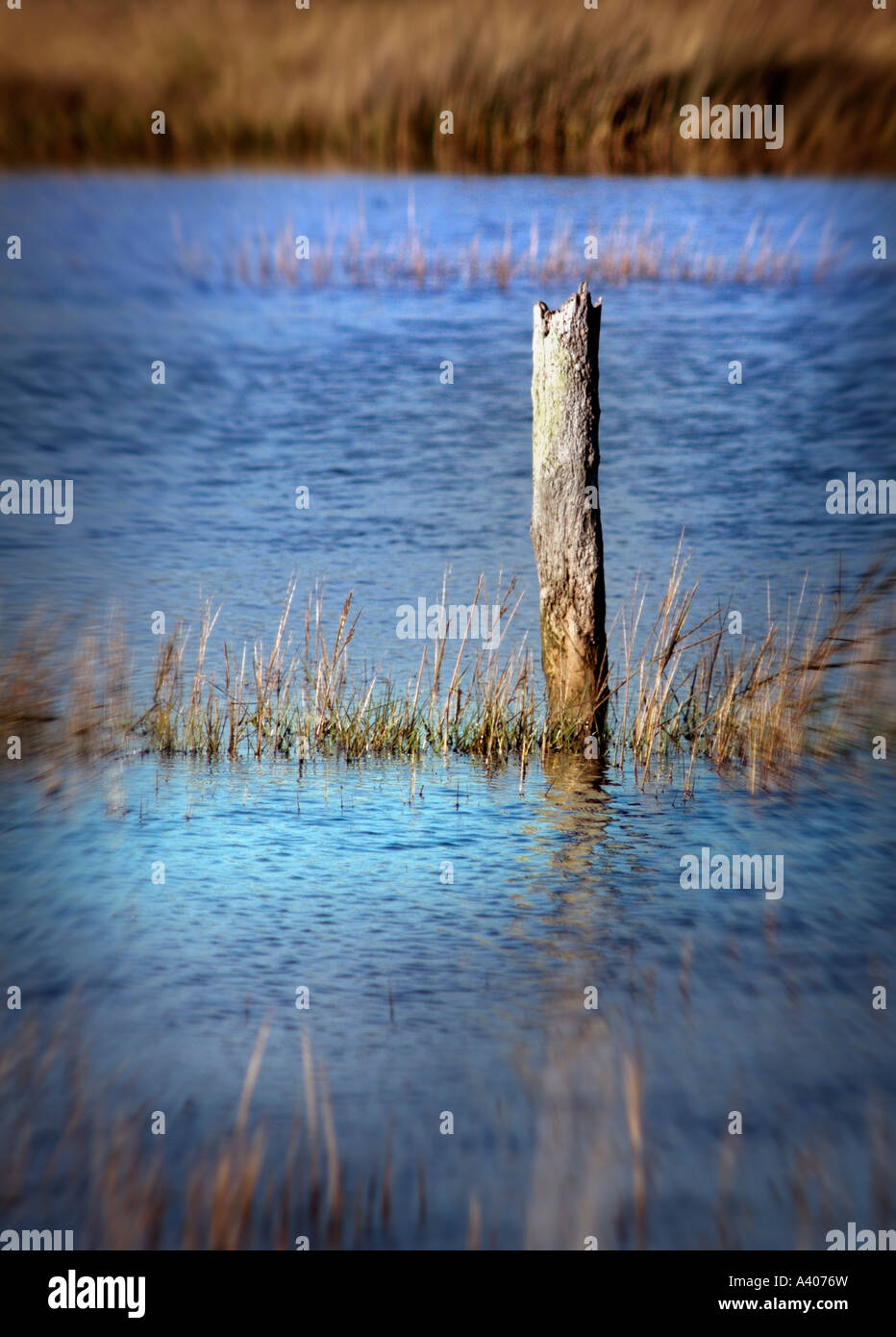 solitary wooden post in water Stock Photo - Alamy