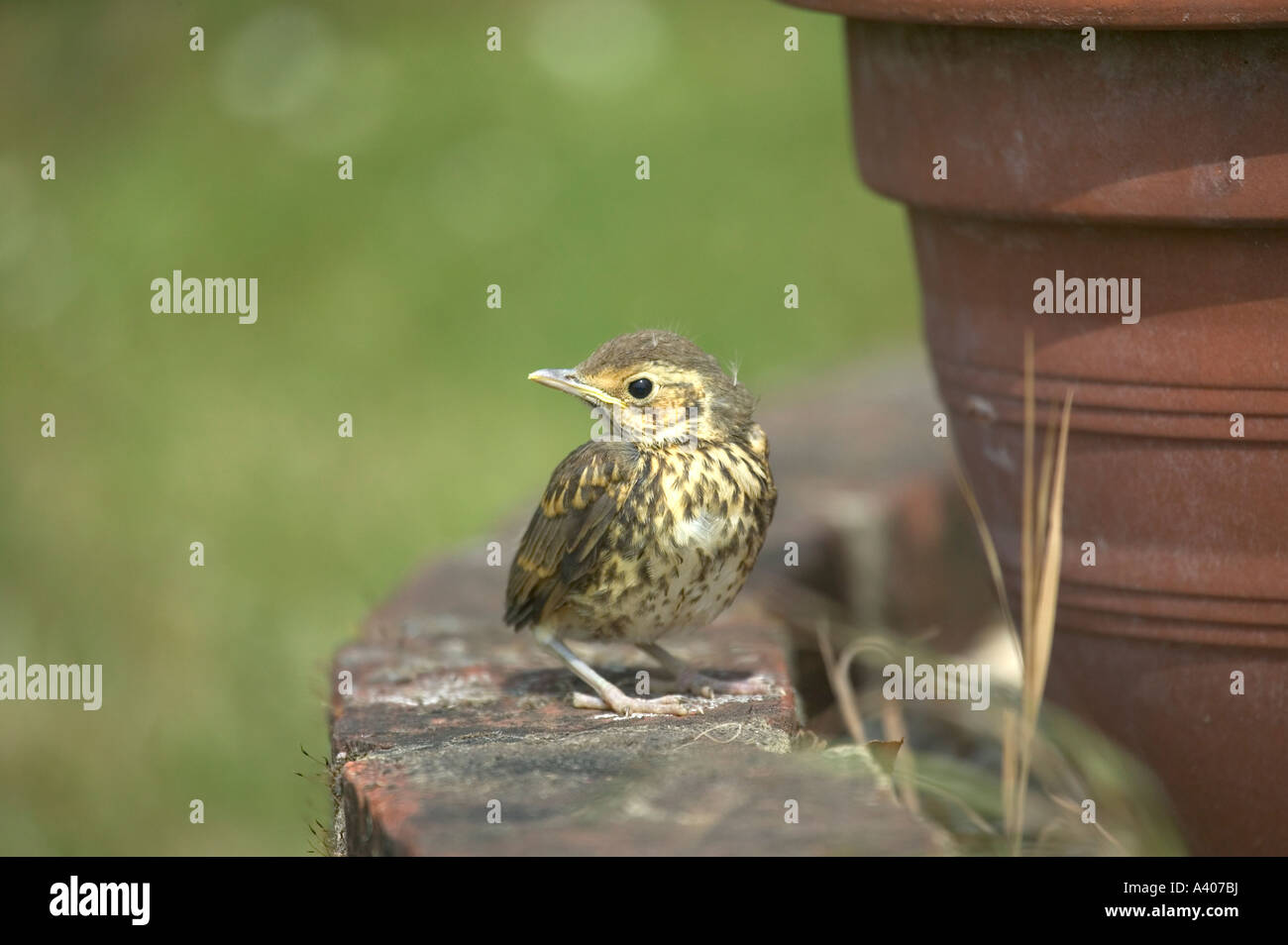 A song thrush chick on an old brick wall Stock Photo - Alamy
