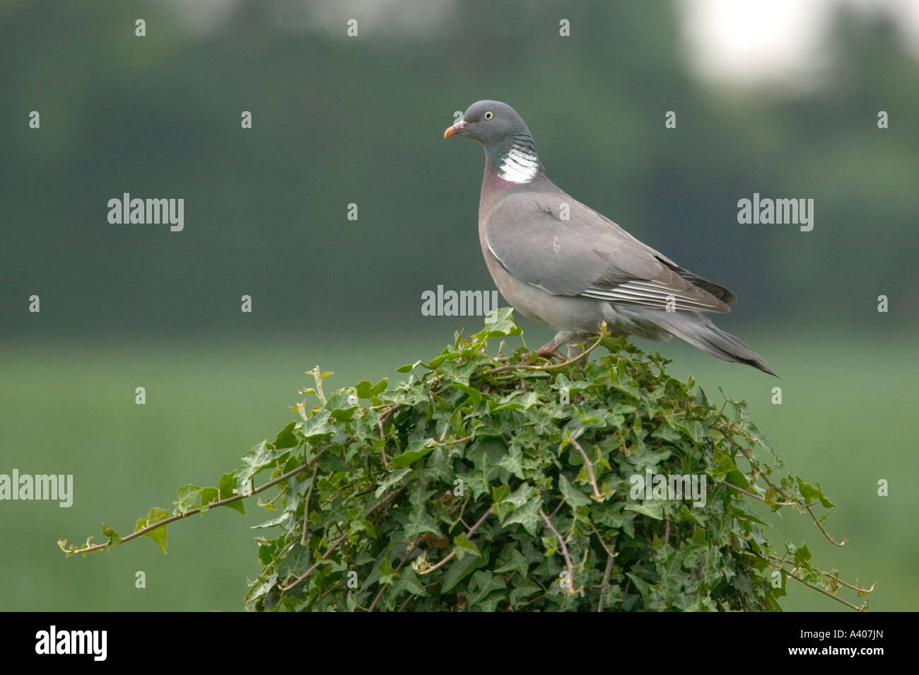 Pidgeon pie hi-res stock photography and images - Alamy
