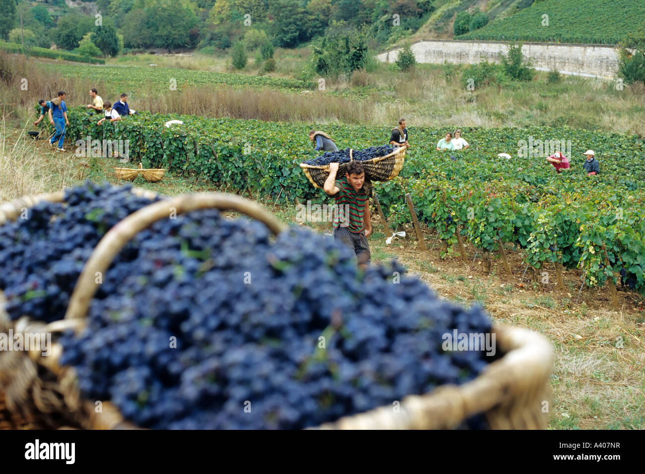 FRANCE BURGUNDY PERNAND-VERGELES GRAPE PICKER CARRYING A BENATON BASKET ...