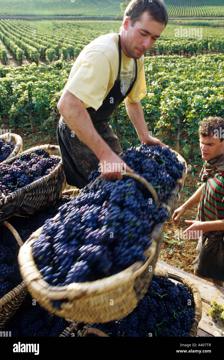 FRANCE BURGUNDY PERNAND-VERGELES GRAPE PICKER STACKING BENATON BASKETS ...