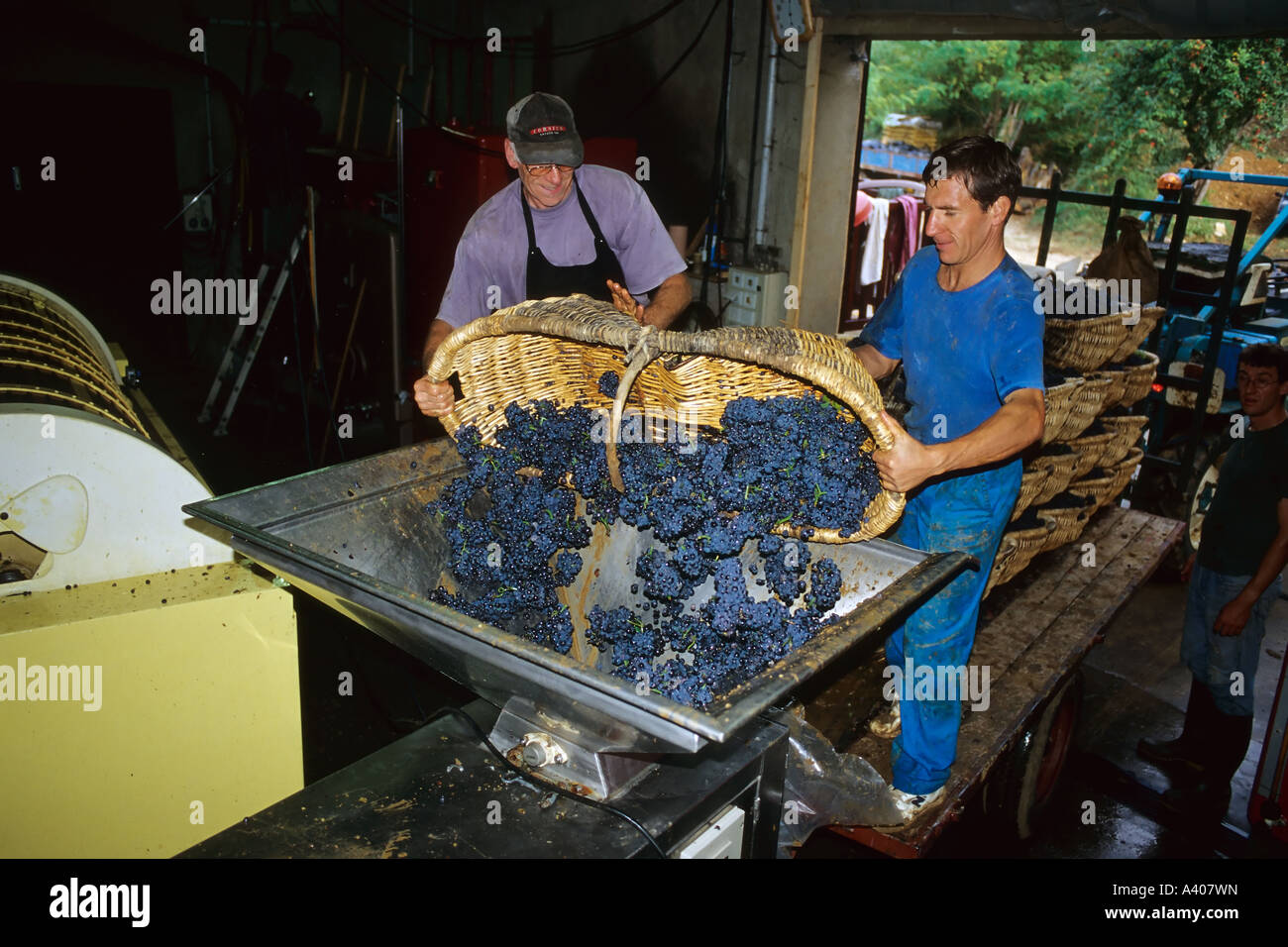 Two men crushing grapes hi-res stock photography and images - Alamy