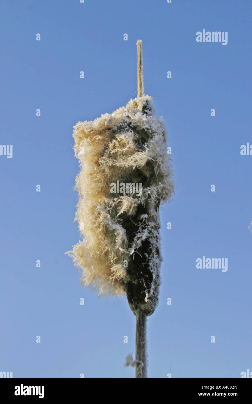 tall bull rush Stock Photo - Alamy