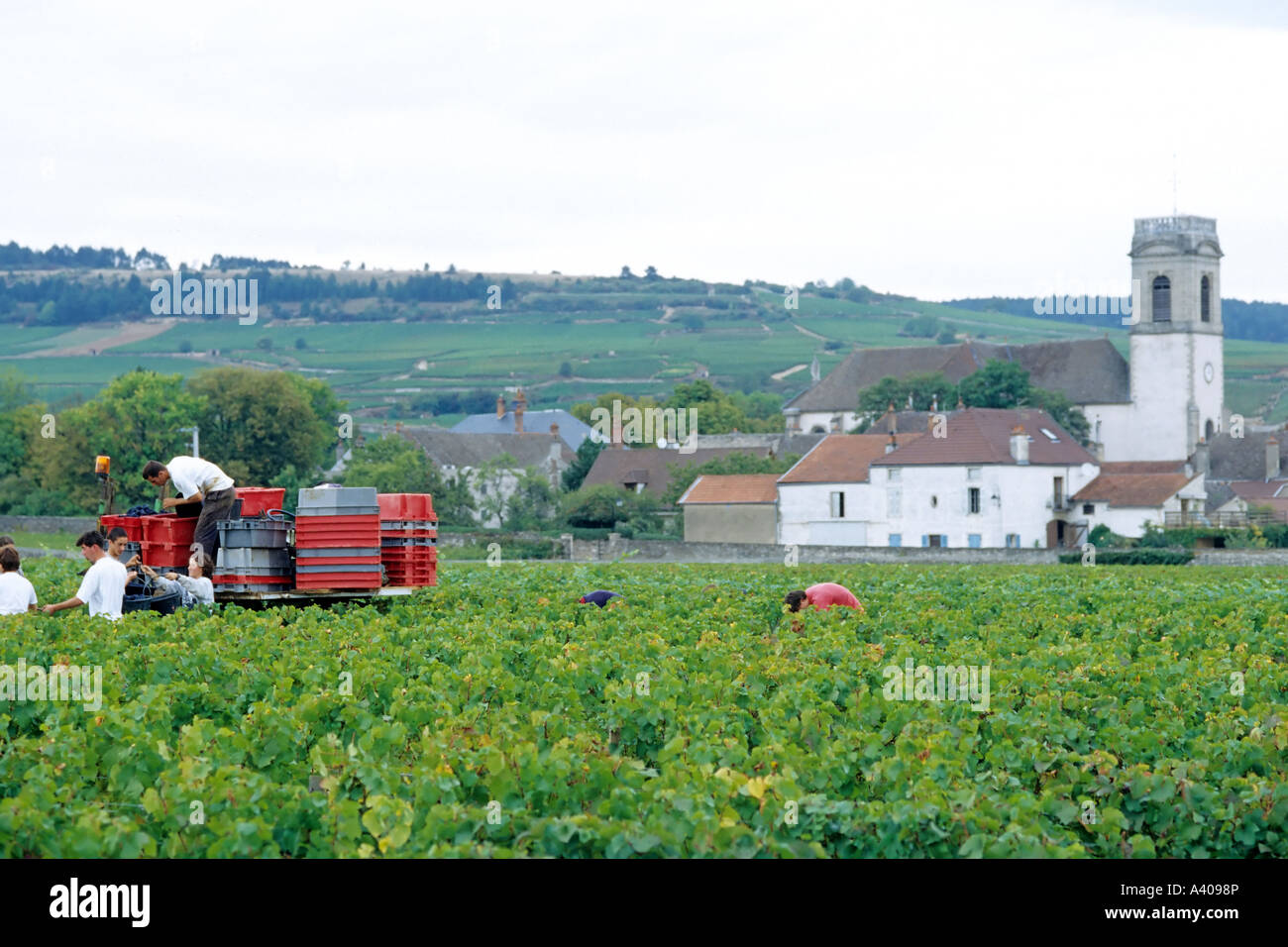 FRANCE BURGUNDY POMMARD GRAPE HARVEST Stock Photo - Alamy