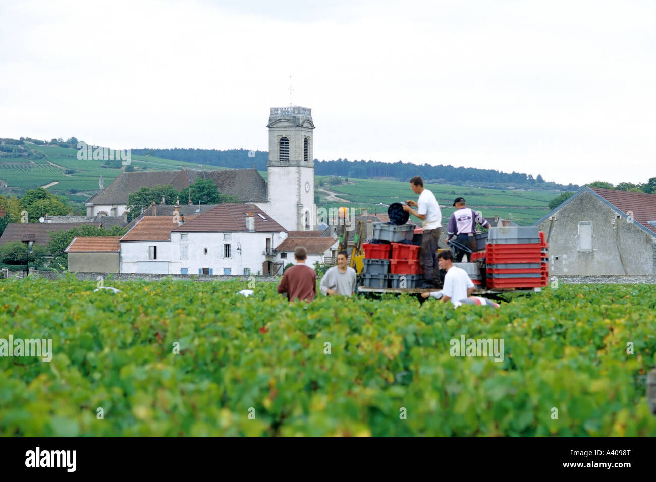 FRANCE BURGUNDY POMMARD GRAPE HARVEST Stock Photo - Alamy