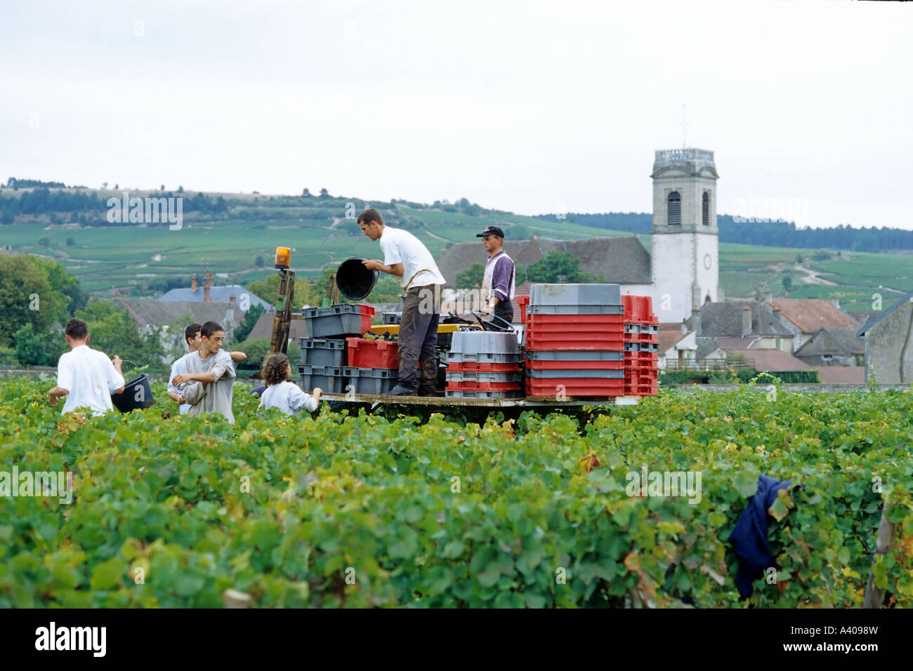 FRANCE BURGUNDY POMMARD GRAPE HARVEST Stock Photo - Alamy