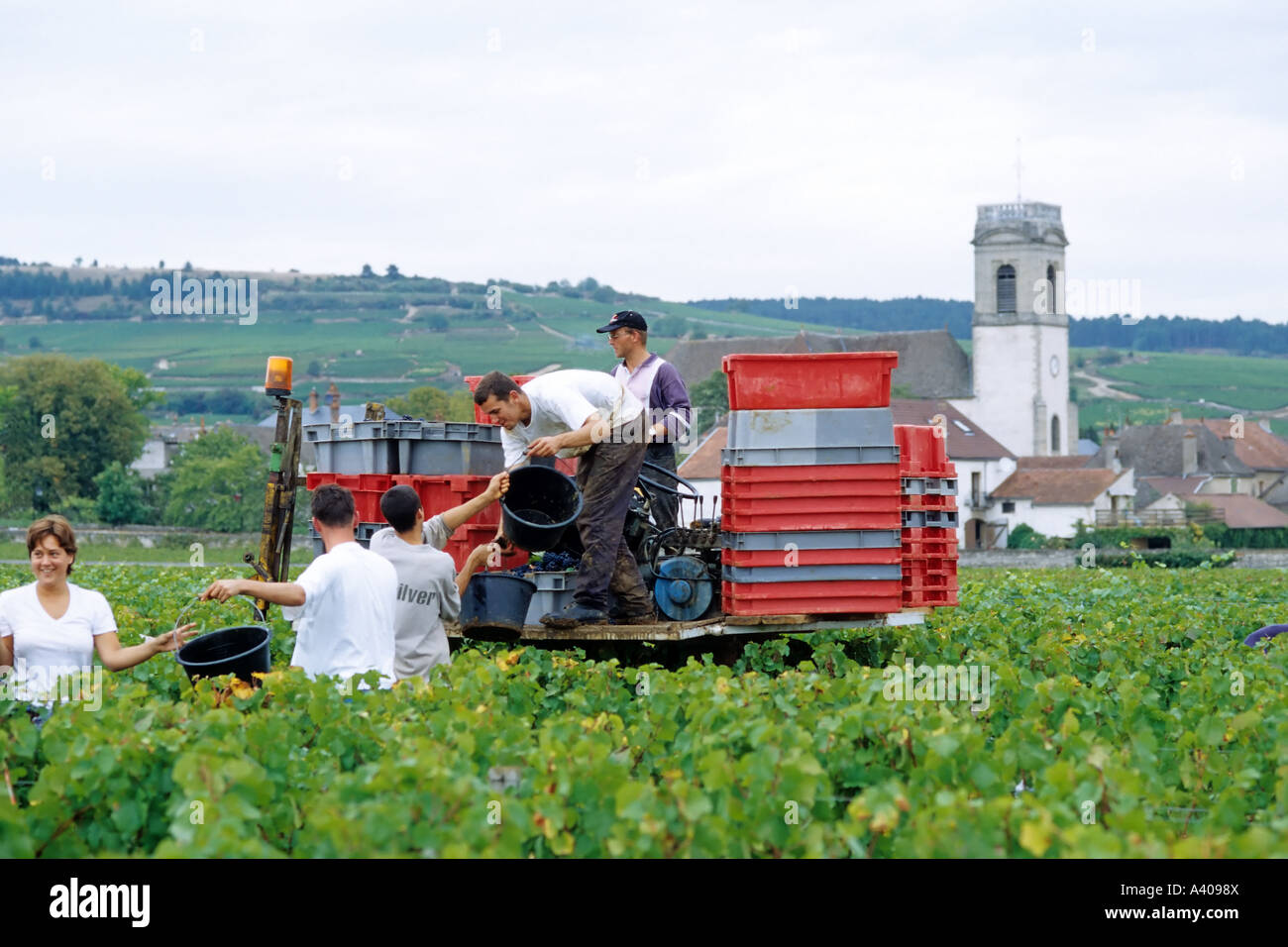 Grape Harvest Red Wine Pinot Noir Grapes Outside Winery High Resolution ...