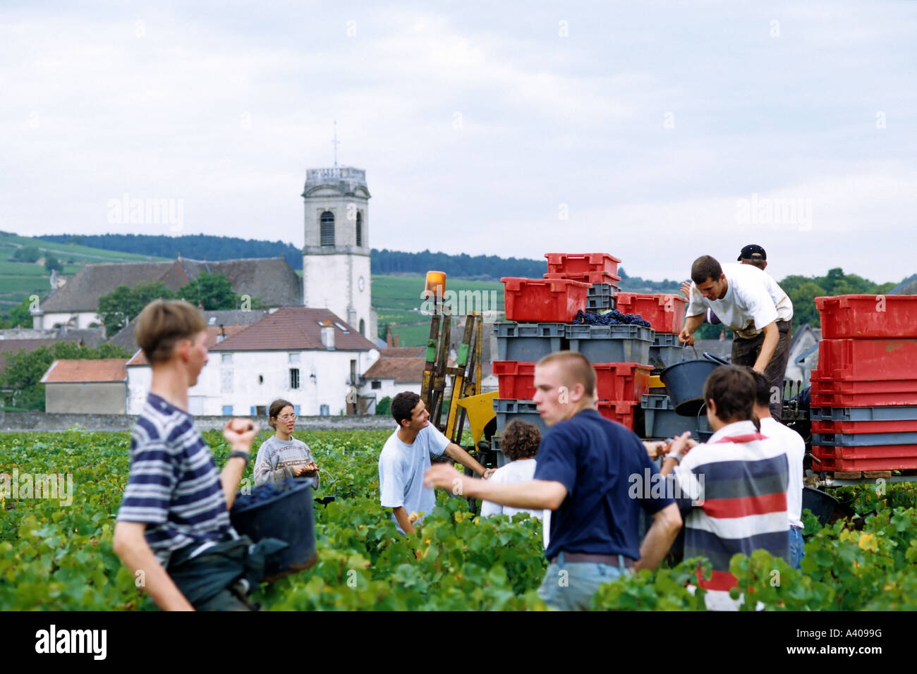 FRANCE BURGUNDY POMMARD GRAPE HARVEST Stock Photo - Alamy