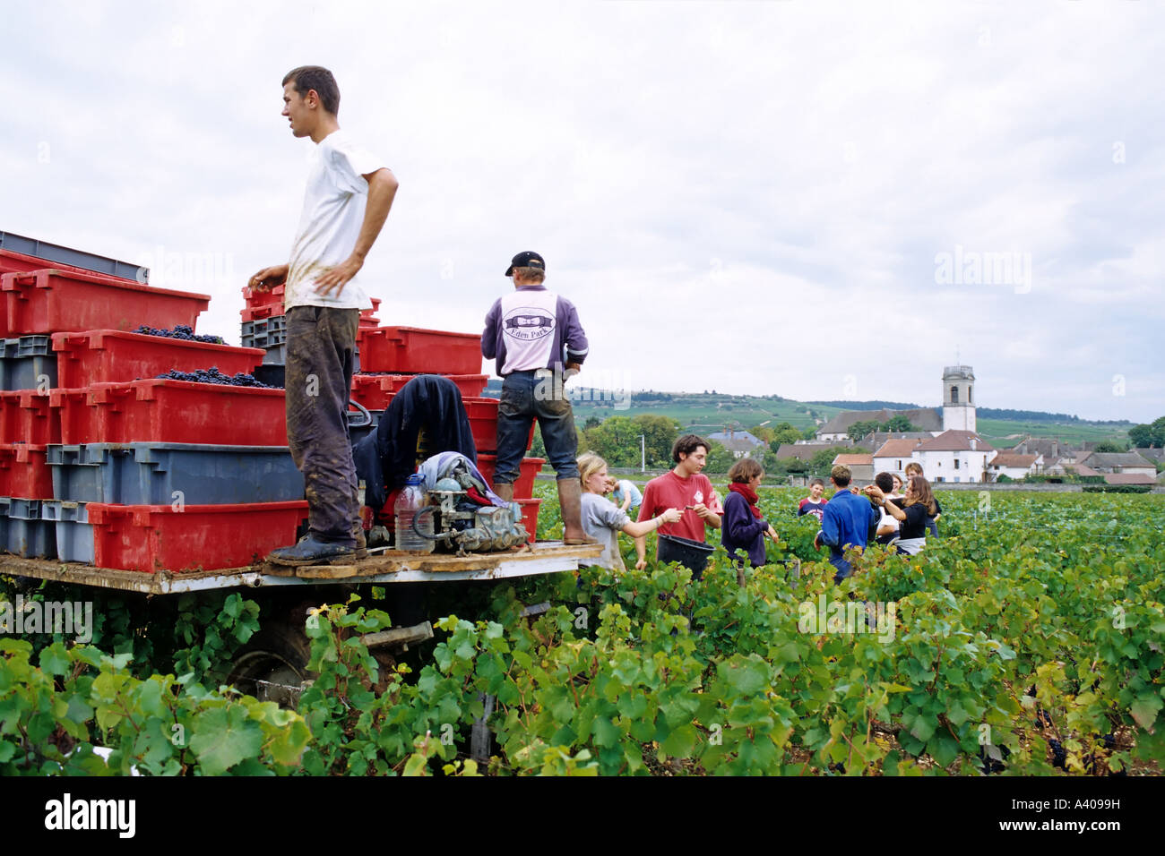 FRANCE BURGUNDY POMMARD GRAPE HARVEST Stock Photo - Alamy