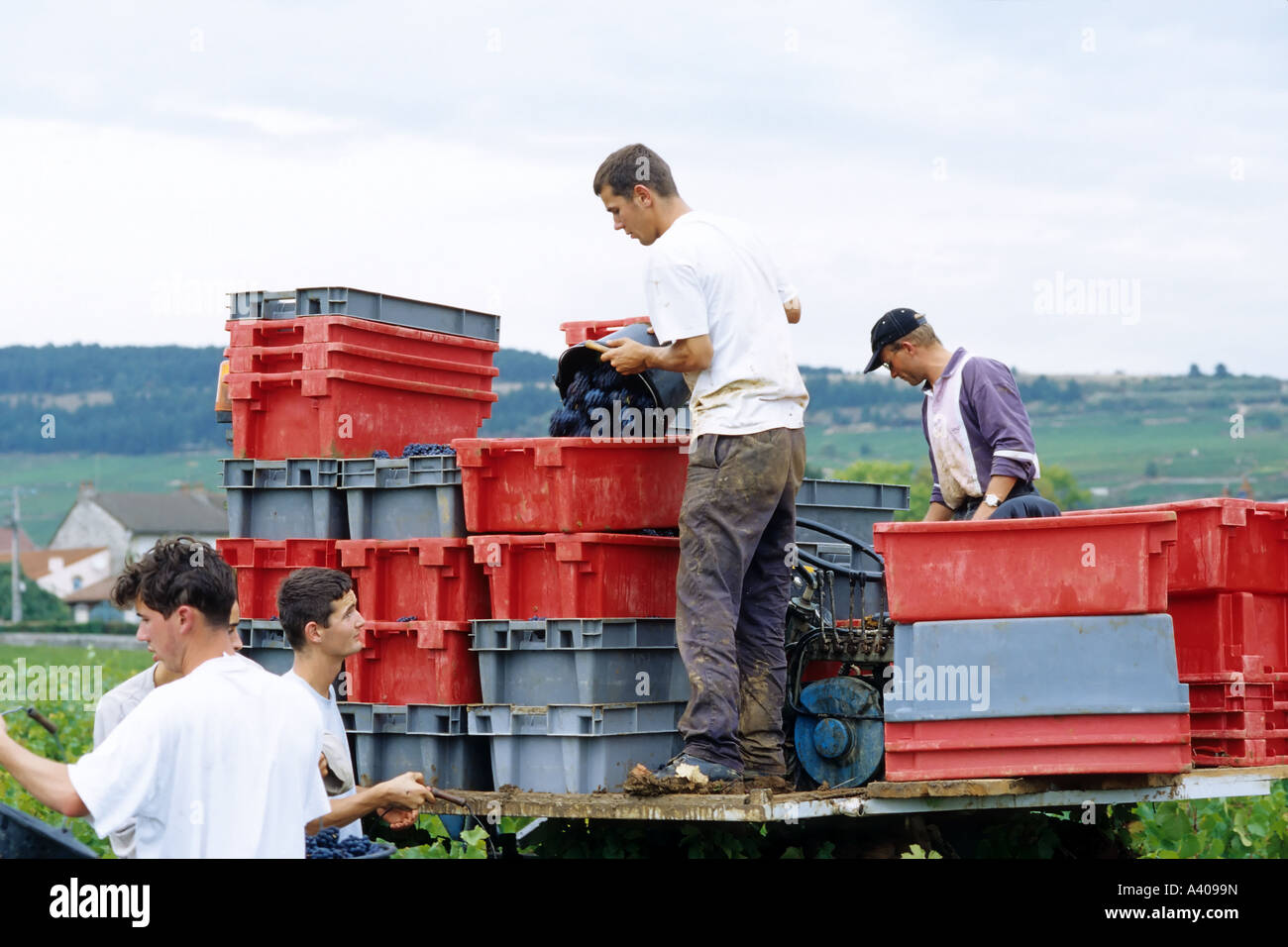 FRANCE BURGUNDY POMMARD GRAPE HARVEST Stock Photo - Alamy