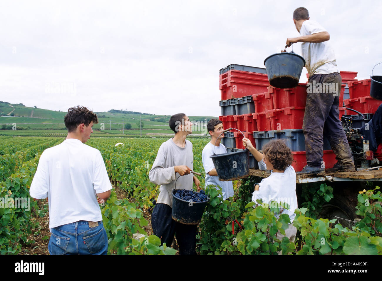 FRANCE BURGUNDY POMMARD GRAPE HARVEST Stock Photo - Alamy