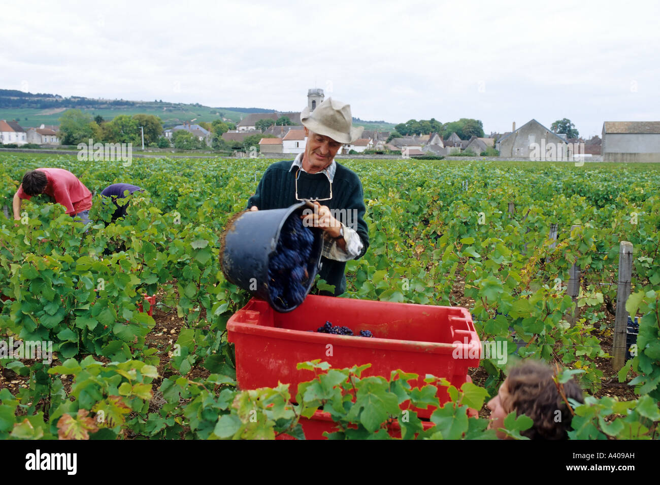 Grape Harvest Red Wine Pinot Noir Grapes Outside Winery High Resolution ...