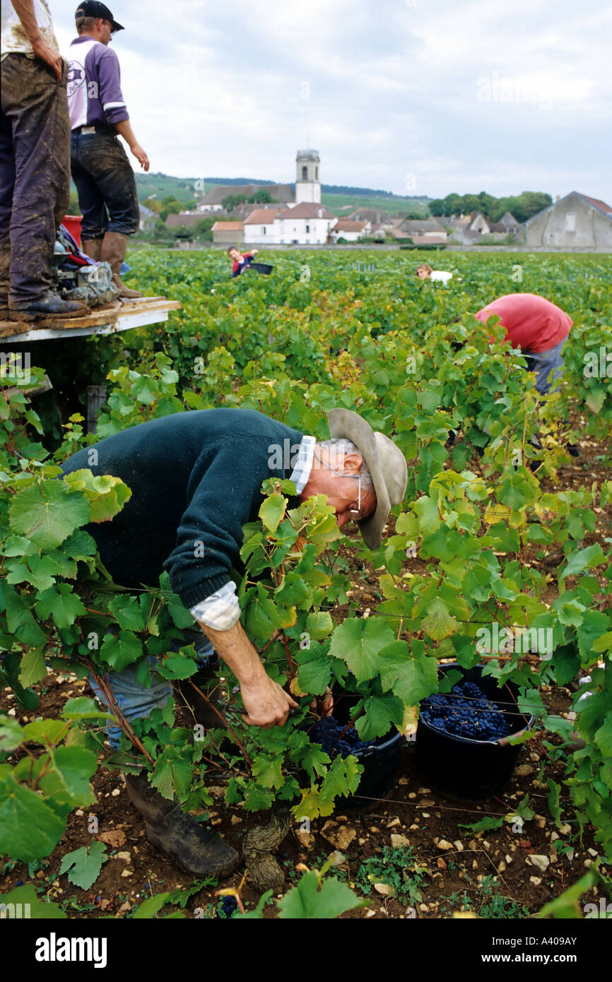 FRANCE BURGUNDY POMMARD GRAPE HARVEST Stock Photo - Alamy