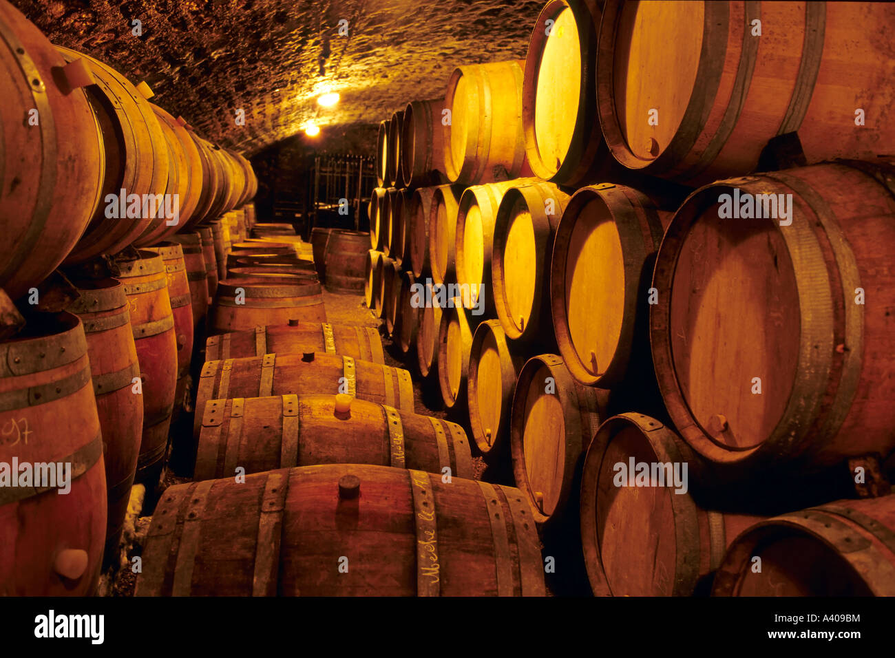 Stacks of wine wooden barrels, Leujeune winery's cellar, Pommard ...