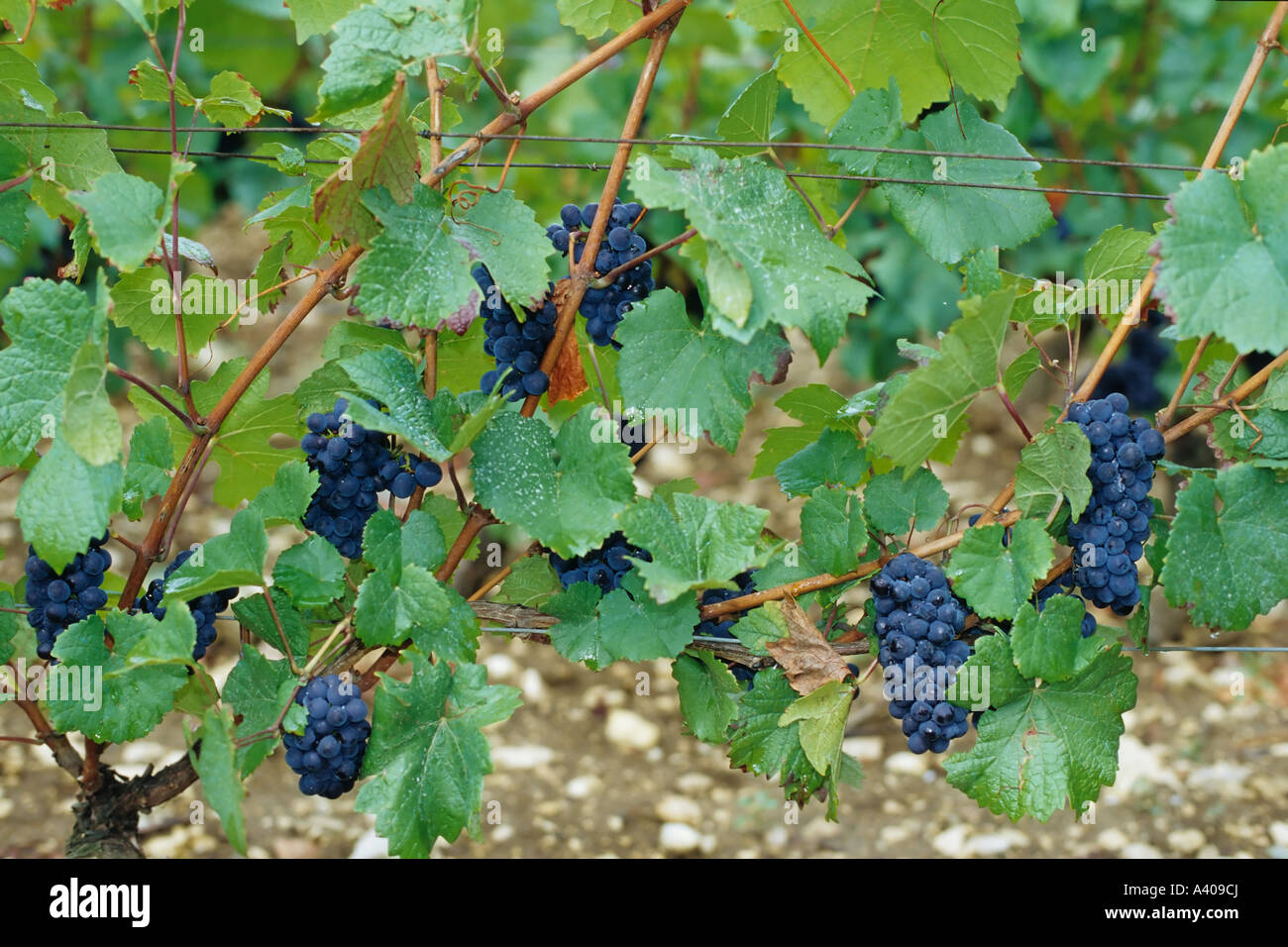 France vineyard wine pommard hi-res stock photography and images - Alamy