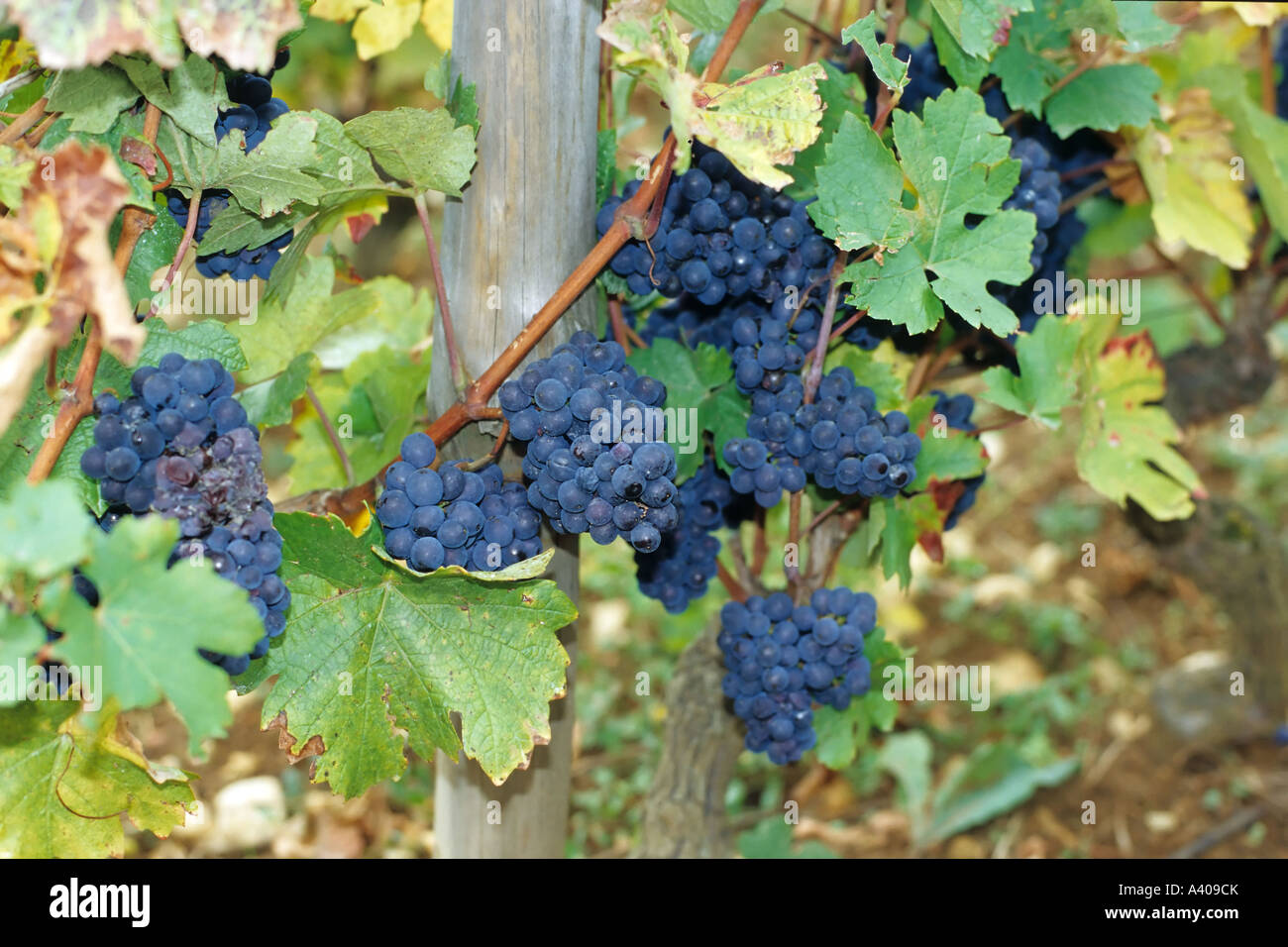 Chateau de pommard winery hi-res stock photography and images - Alamy