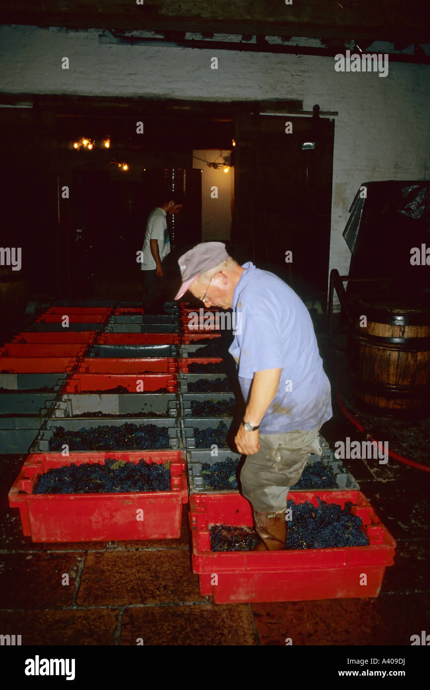 Treading the grapes hi-res stock photography and images - Alamy