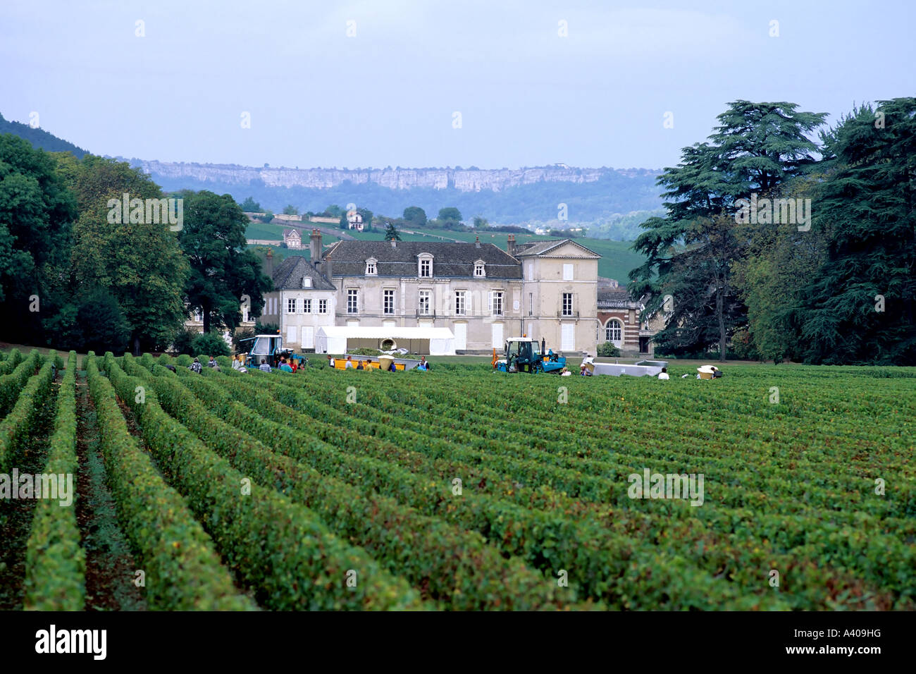 FRANCE BURGUNDY CHATEAU DE MEURSAULT VINEYARD AND GRAPE HARVEST EUROPE ...
