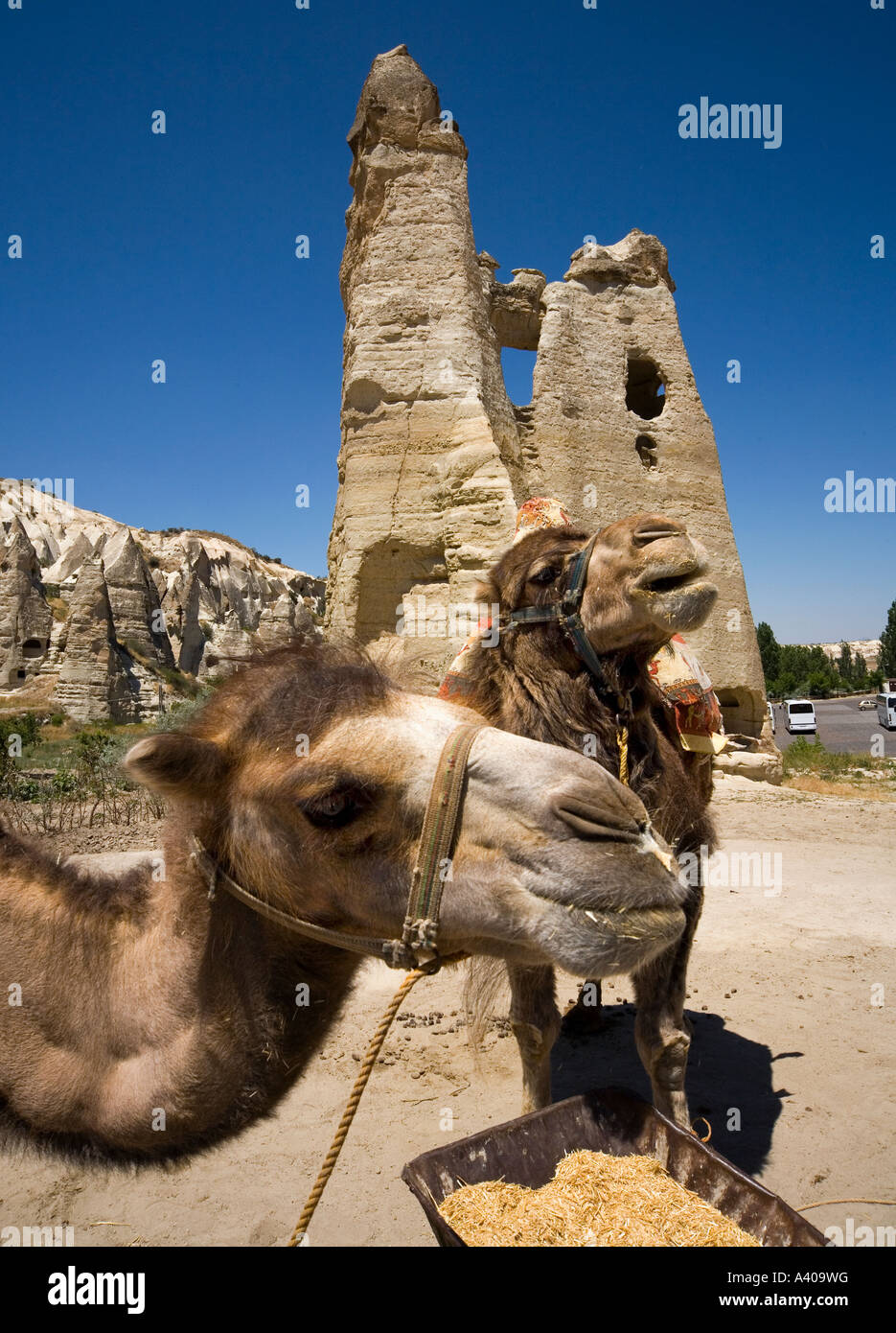 Camel Cappadocia Turkey Stock Photo - Alamy