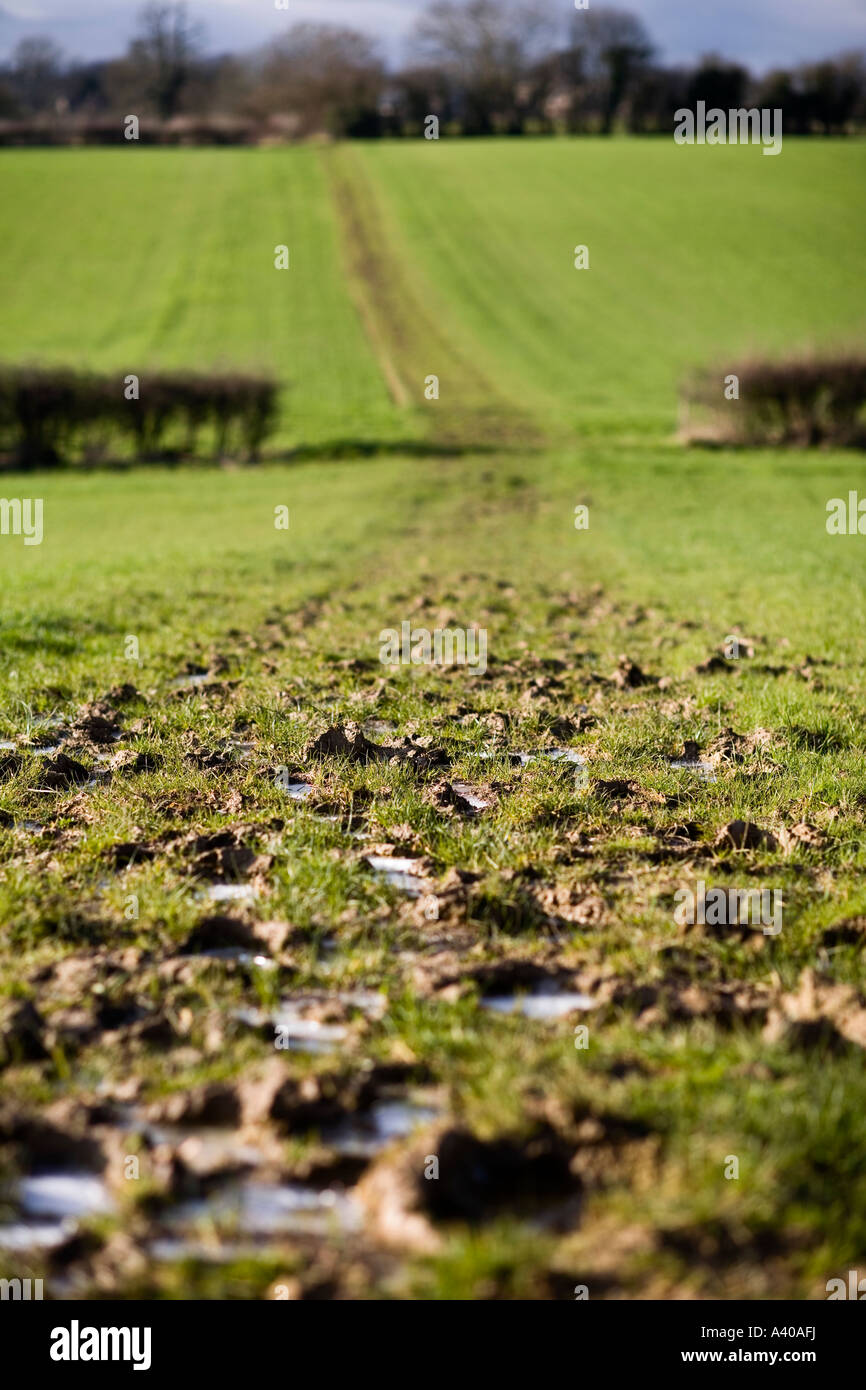 A muddy footpath in the countryside, UK Stock Photo - Alamy