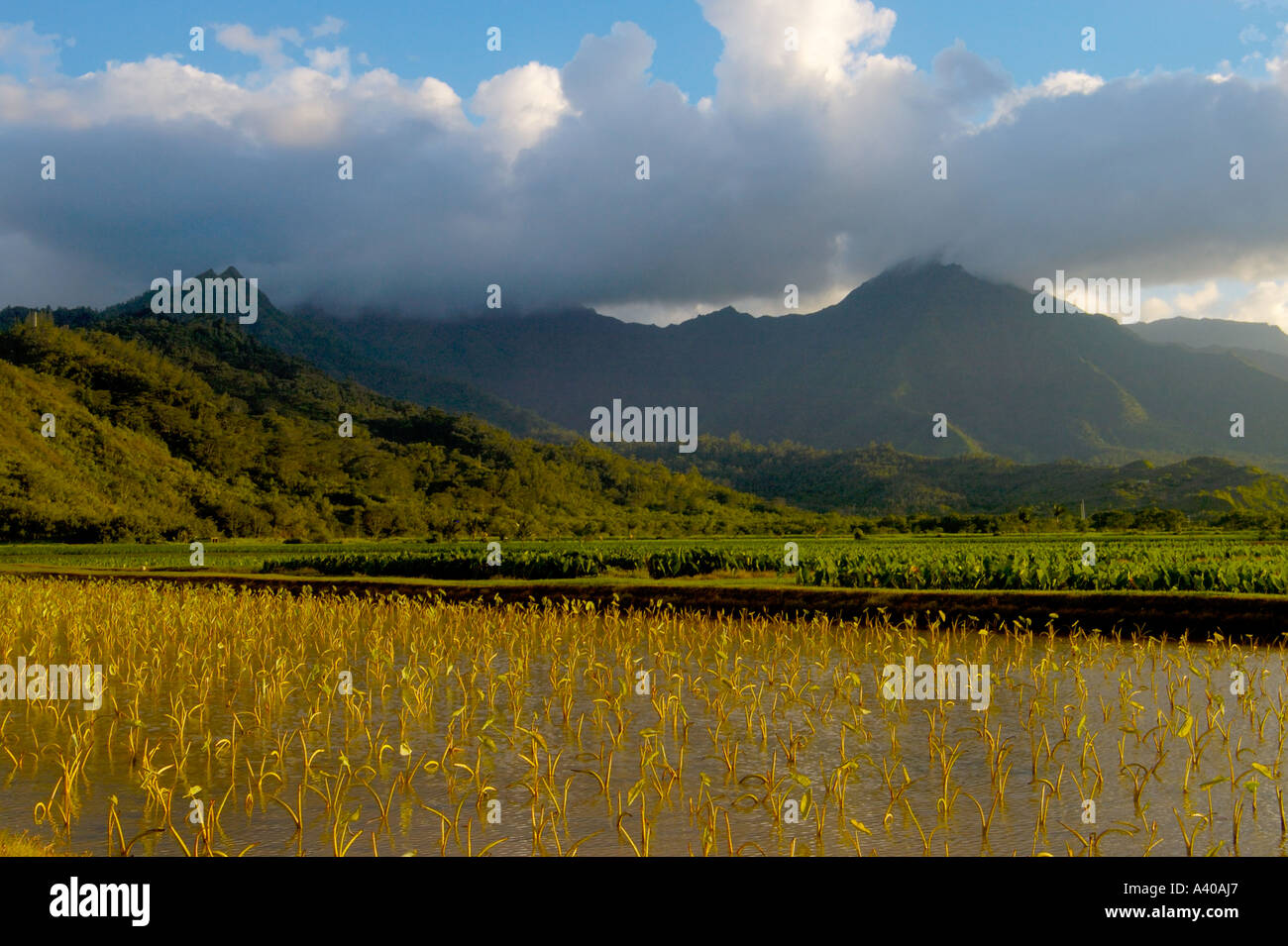 Hanalei Valley on the North Shore of Kauai Stock Photo - Alamy