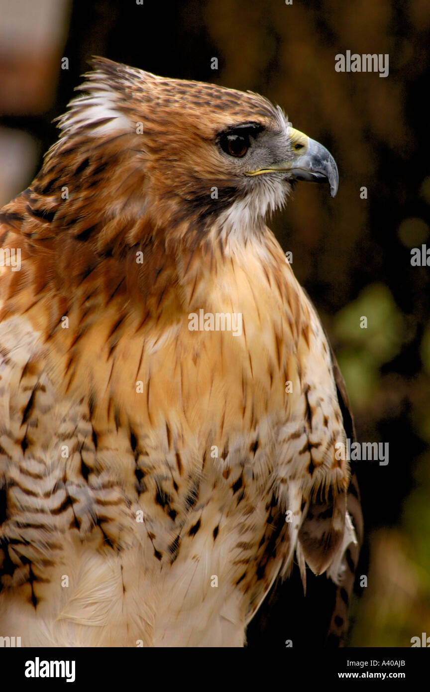 red tailed hawk portrait Stock Photo - Alamy