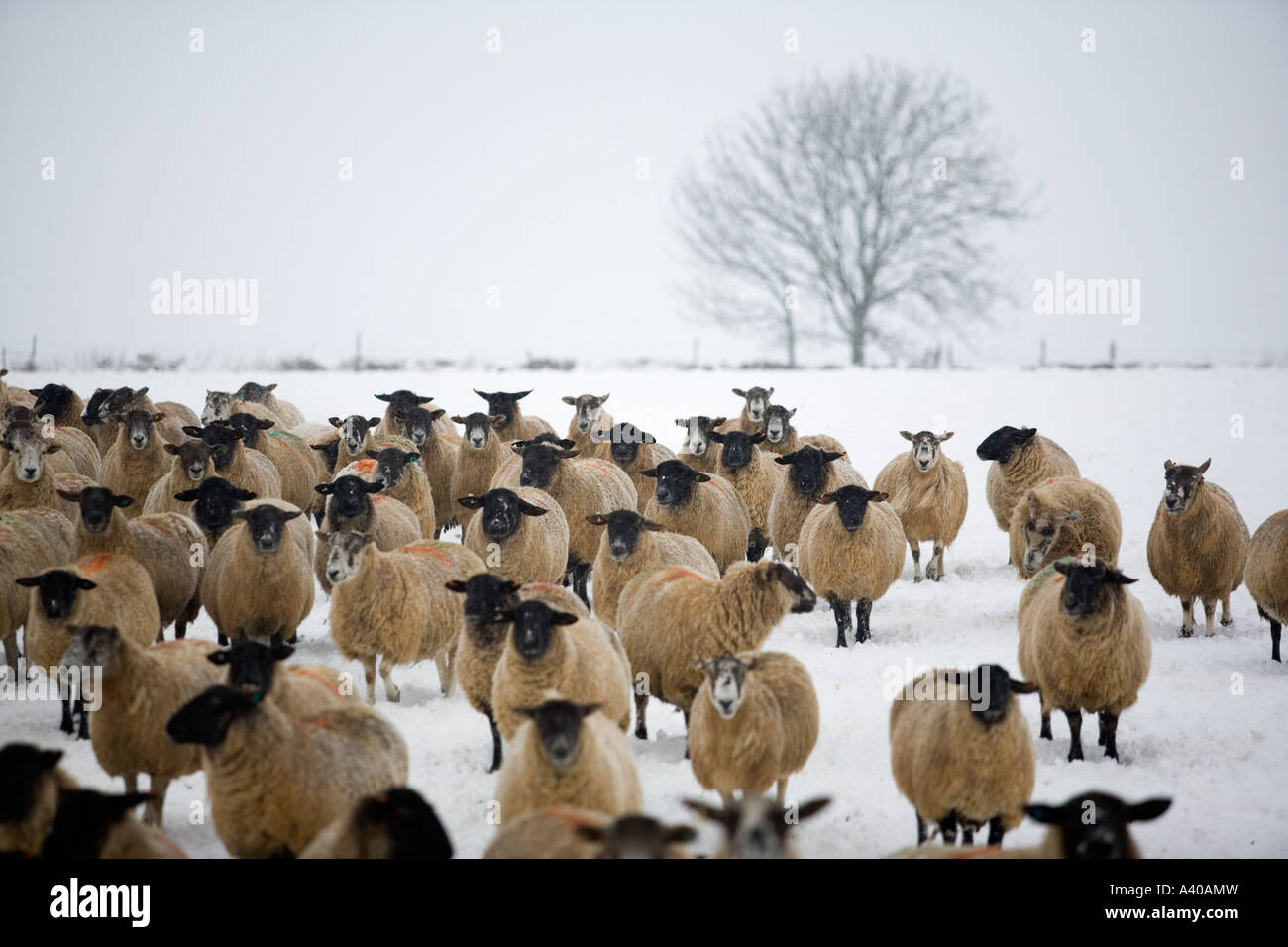 Flock of sheep in a snowy landscape, Andoversford, The Cotswolds ...