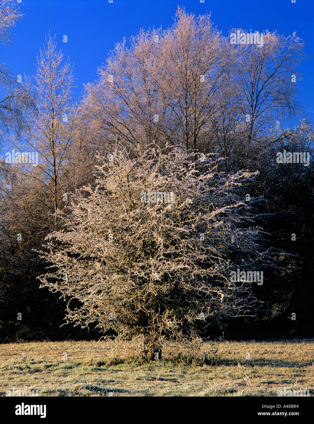 Chilbolton Cow Common Hampshire UK Stock Photo - Alamy