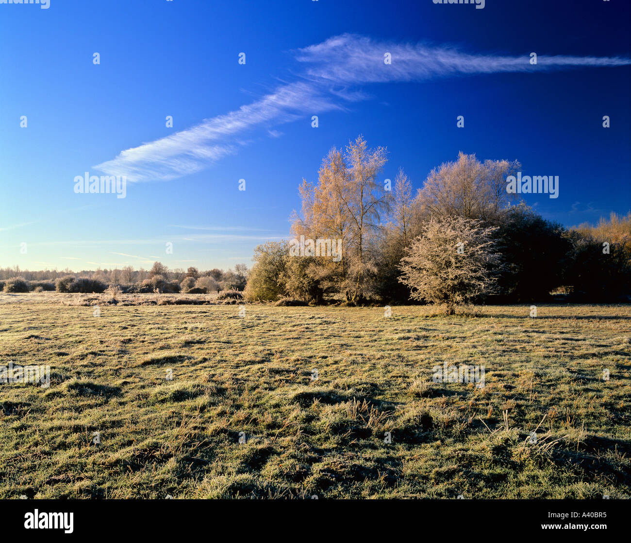 Chilbolton Cow Common Hampshire UK Stock Photo - Alamy