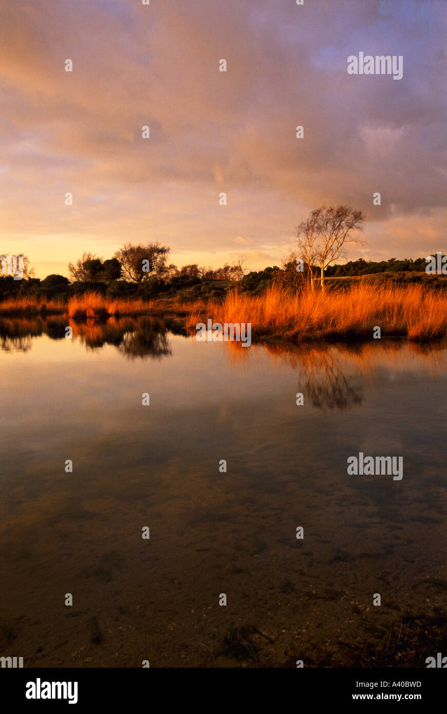 Dramatic light at Hatchet Pond near Beaulieu New Forest Hampshire UK ...